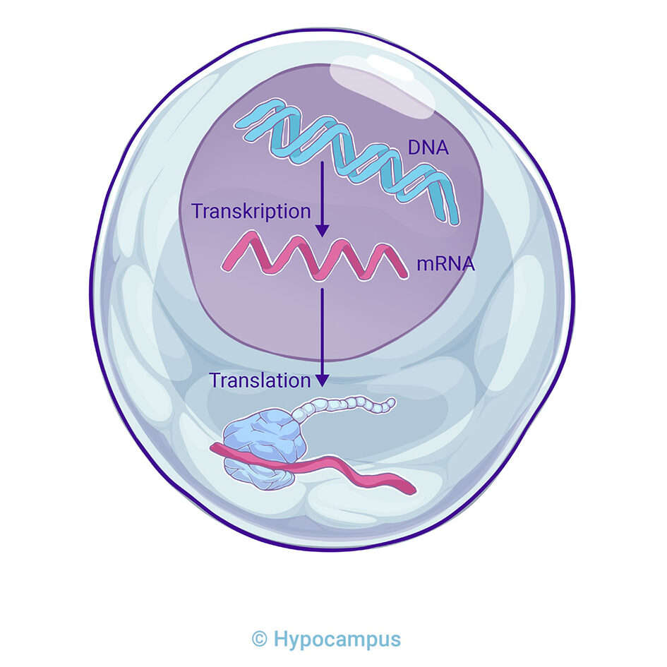 Vad är proteinsyntesen?